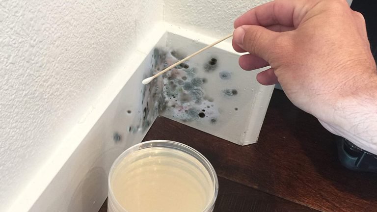 Mold Allergy - Causes, Symptoms and Treatment - Allergy Gate