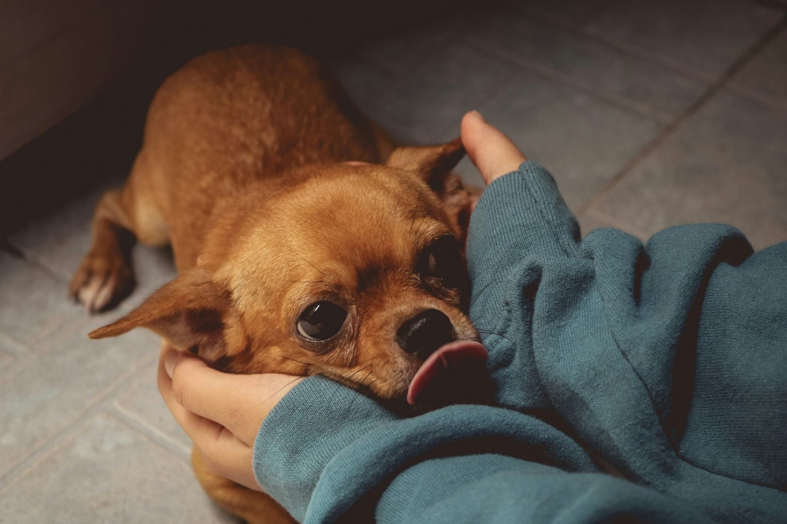 Top 5 Common Dog Allergies & How to Treat Them Naturally - Allergy Gate